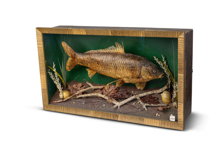 Single Fish Diorama – Adirondack-Store-And-Gallery-Inc