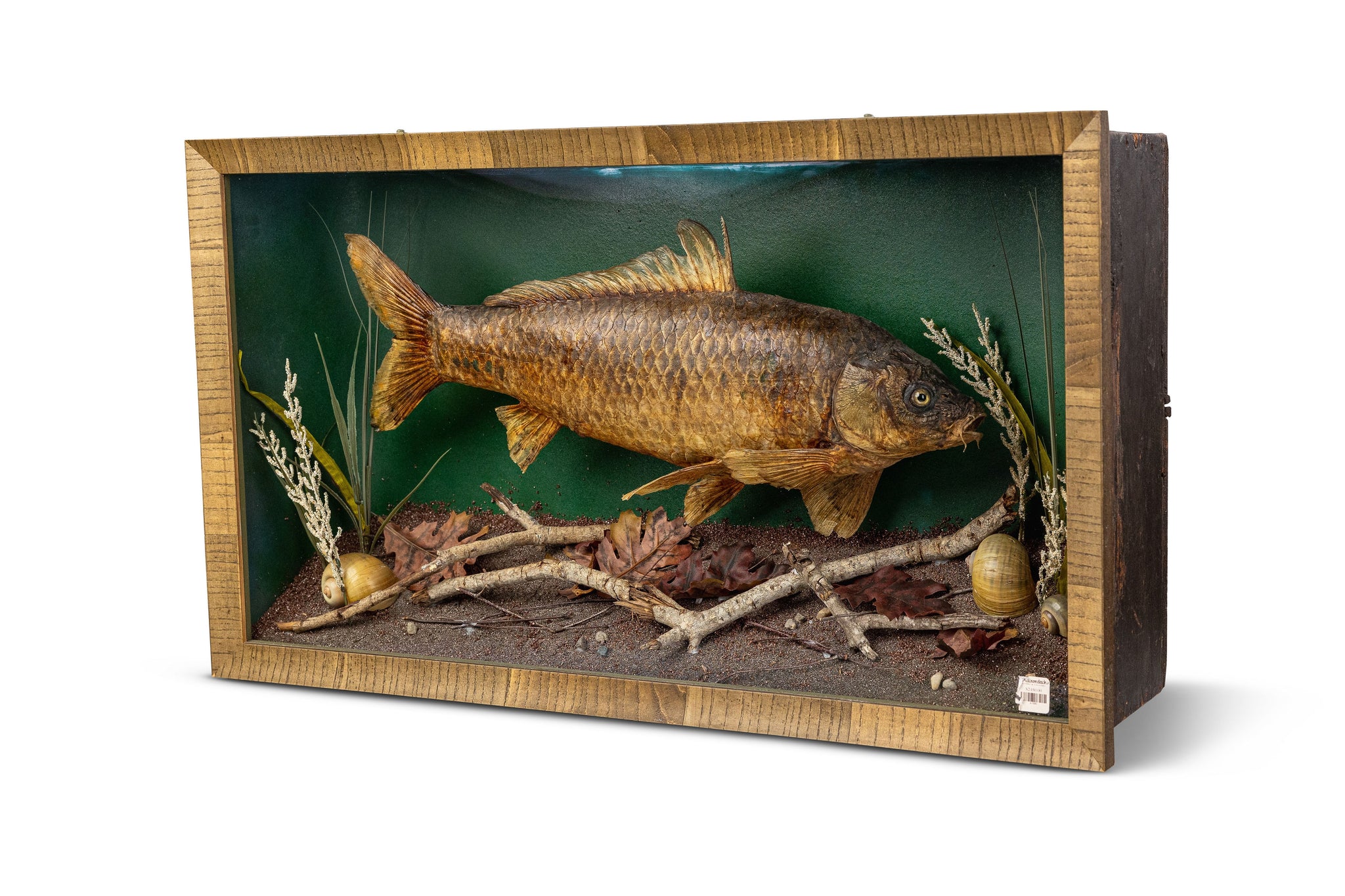 Single Fish Diorama – Adirondack-Store-And-Gallery-Inc