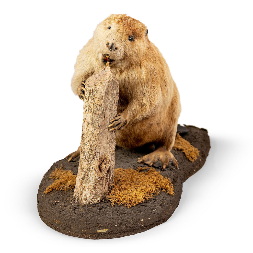 Albino Beaver Taxidermy – Adirondack-Store-And-Gallery-Inc